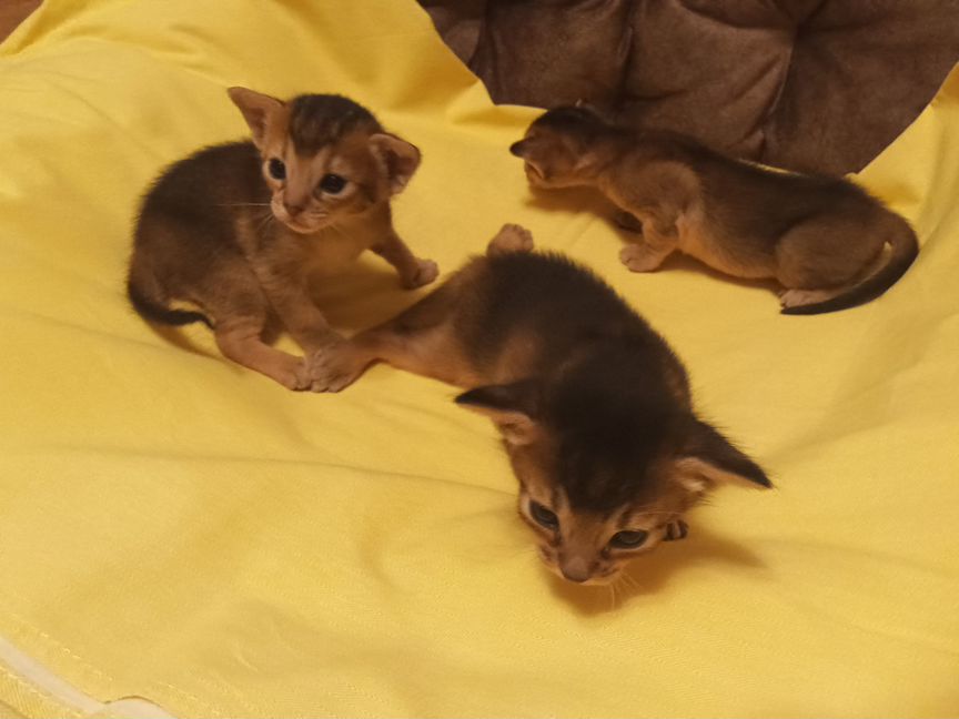 Котята абиссинской породы