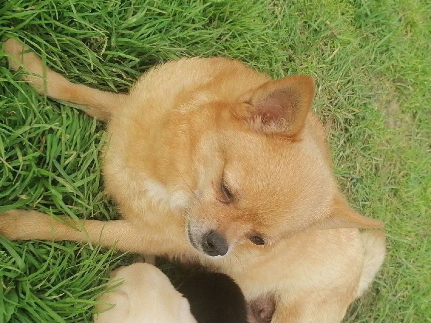 Собака