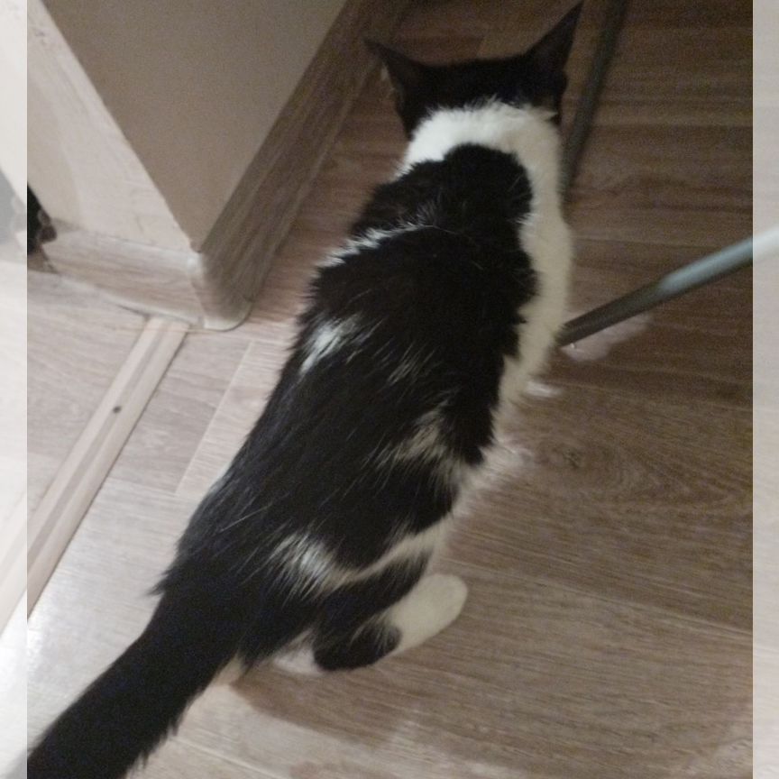 Котёнок от частного владельца