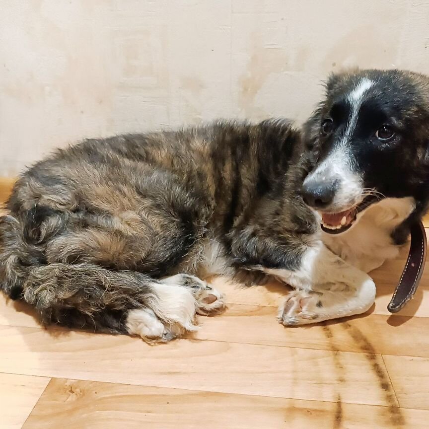 Собака в добрые руки, щенок