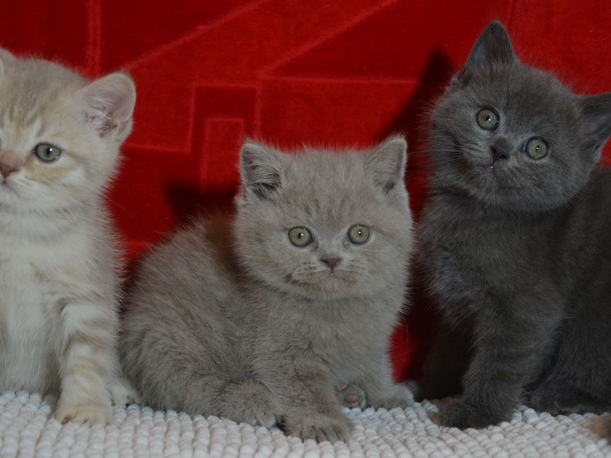Британские Красивые котята