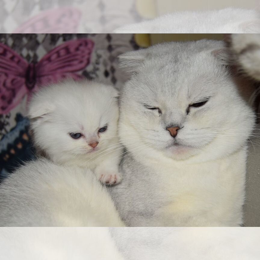 Шотландский кот вязка