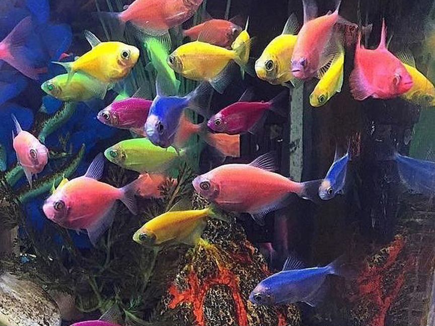 Аквариумные рыбки