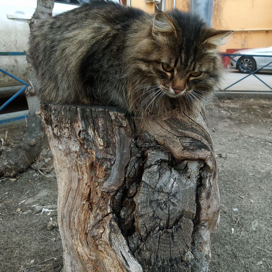 Кот Марсик