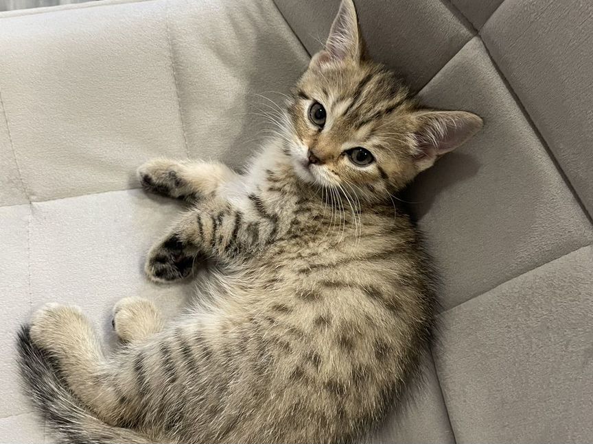 Шотладский котенок