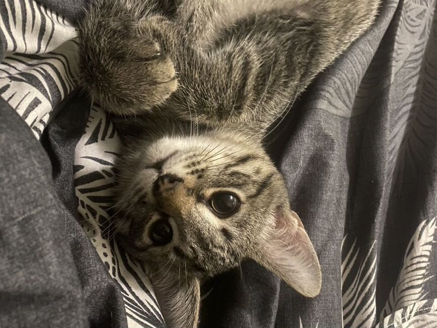 Котенок Шотландец