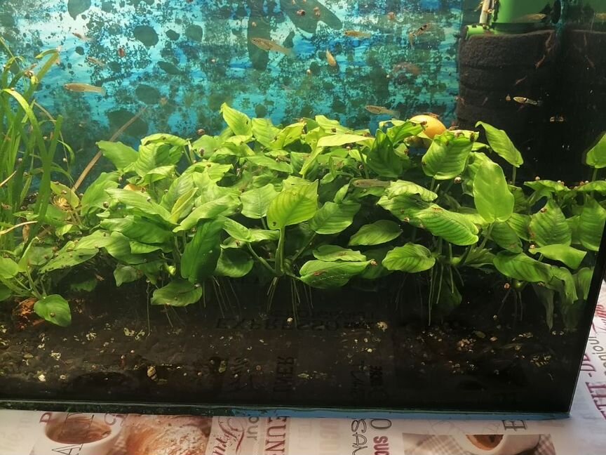 Аквариумное растение Анабиус