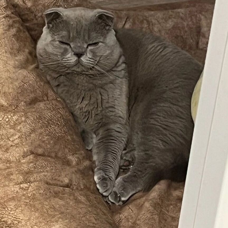 Шотландский вислоухий кот на вязку