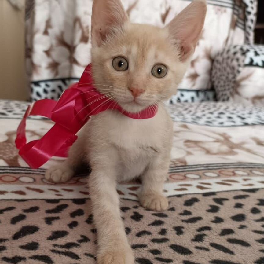 Котенок ищет новых родителей