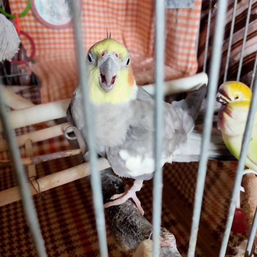 Попугай корелла с клеткой