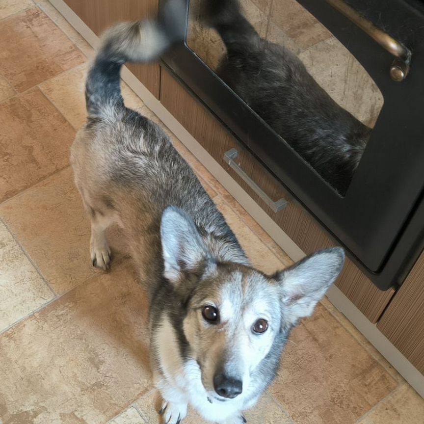 Взрослая собака в добрые руки