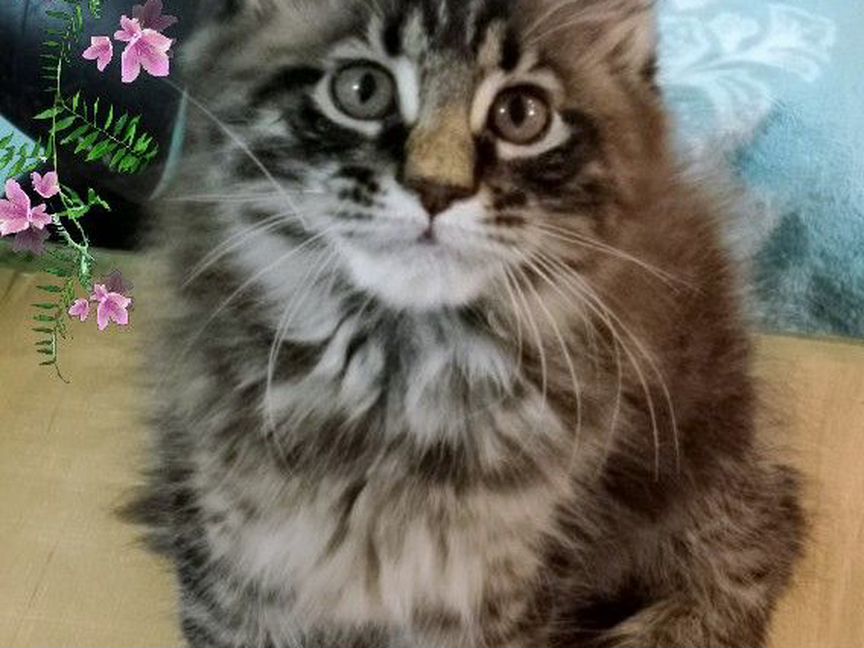 Котята мейн-кун девочки