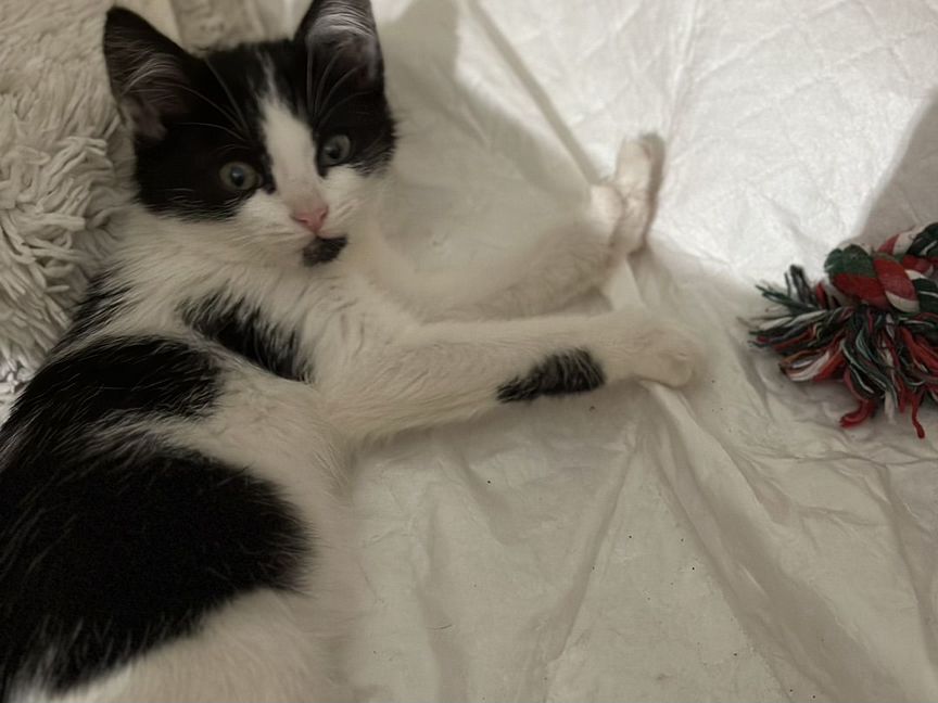 Котик Арлекин (уникальный окрас)