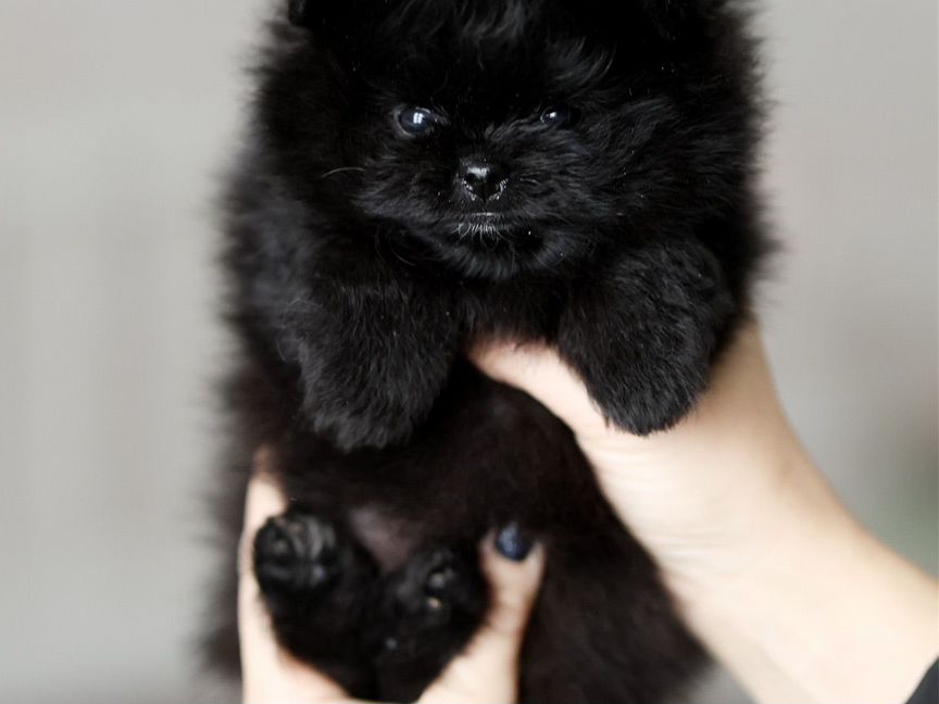 Померанский шпиц медвежьего типа