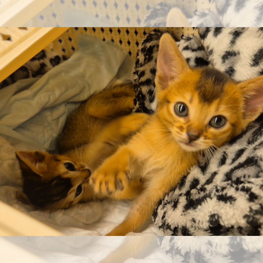 Абиссинский котёнок