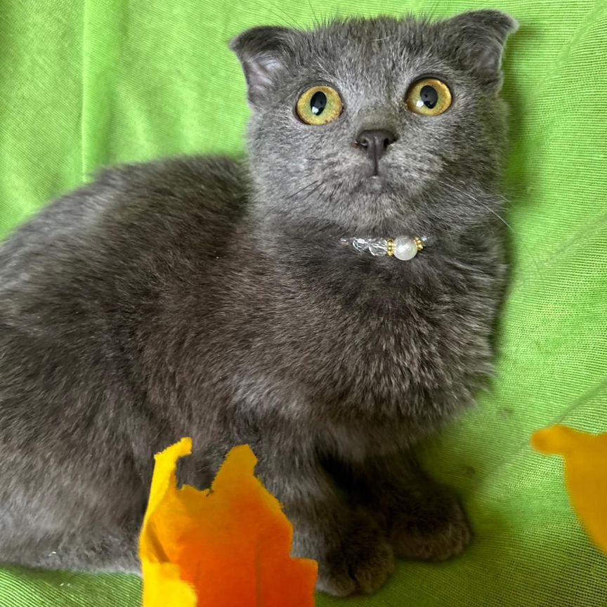 Котенок девочка Брошка около 3 мес