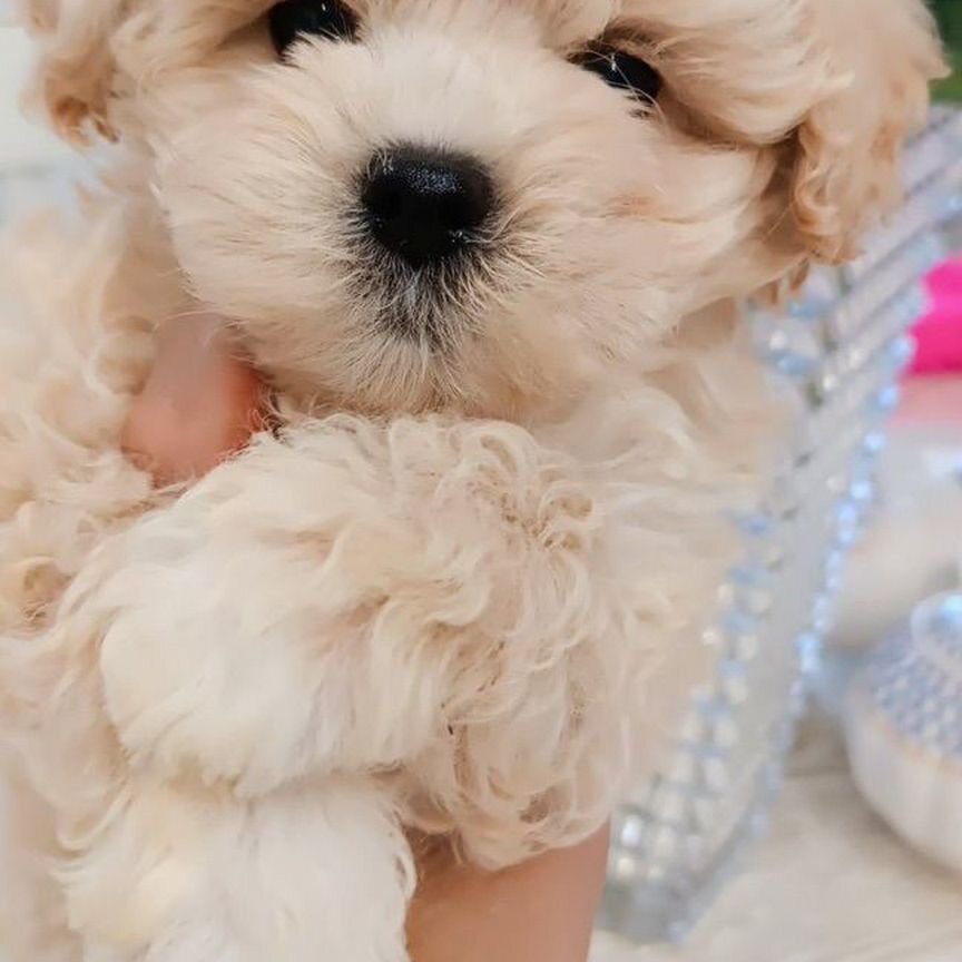 Щенки мальтипу f1