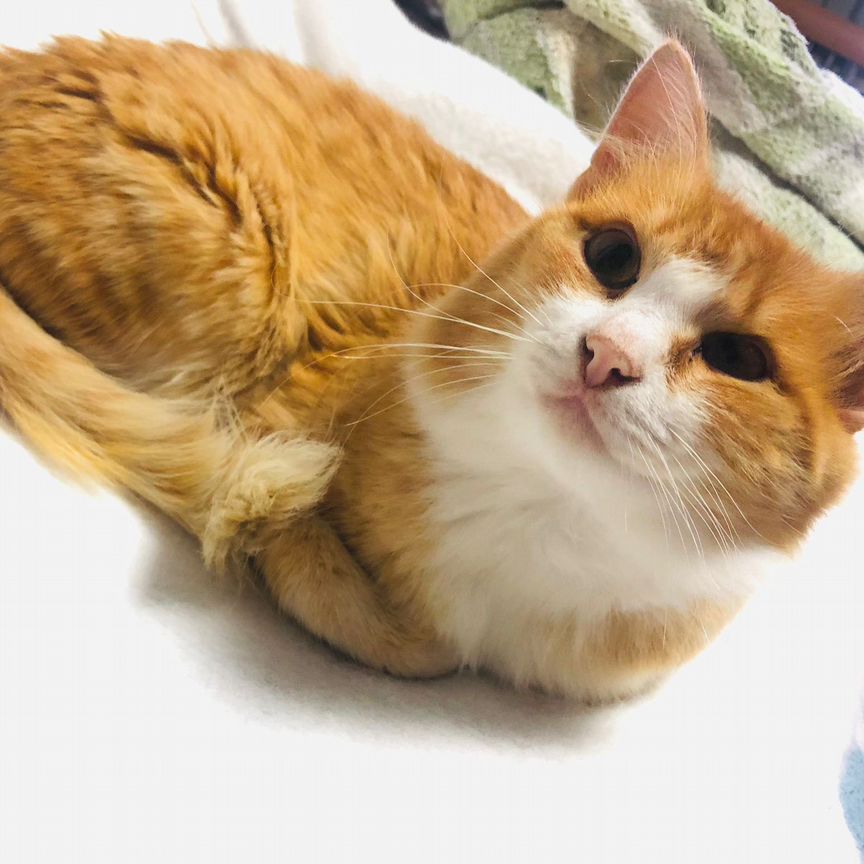 Ласковый котик Гарфилд