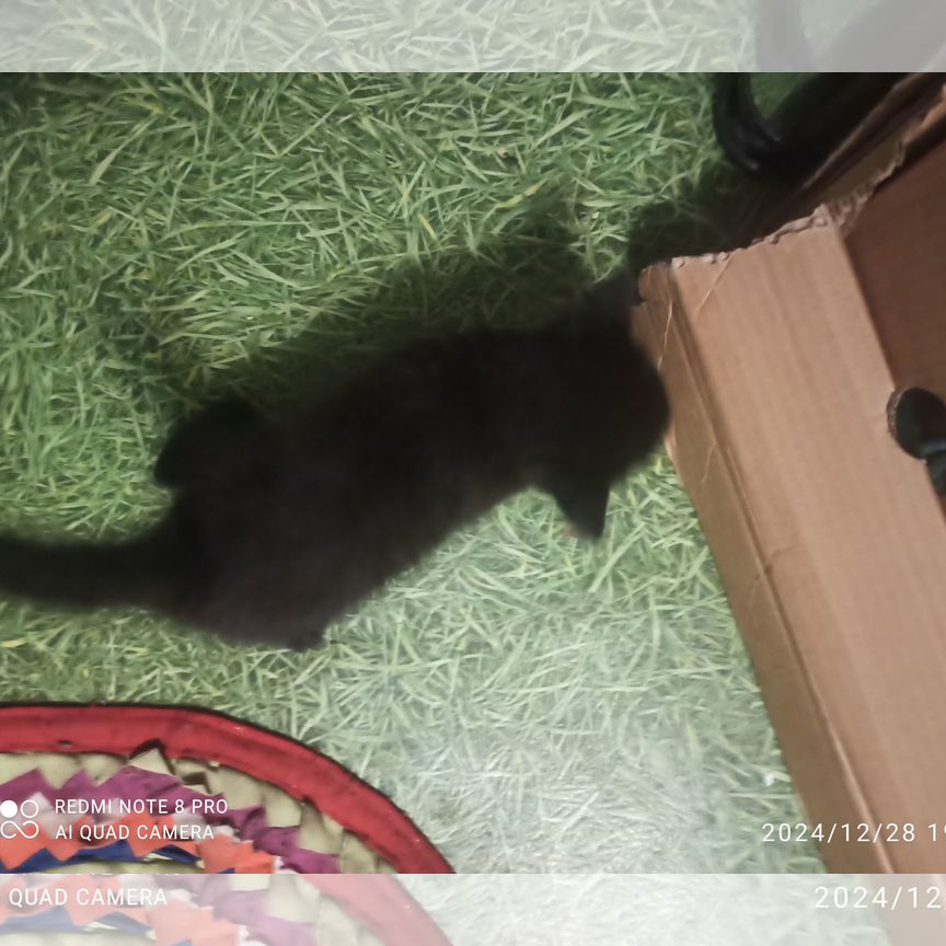 Отдам котят от домашней кошки