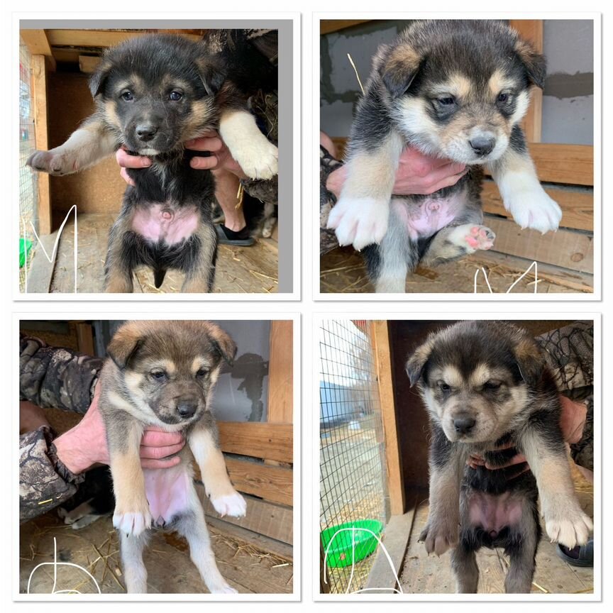 Щенок в добрые руки