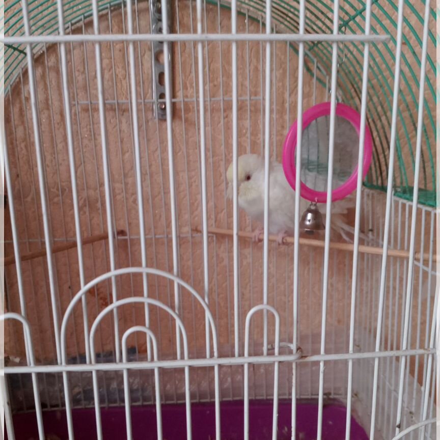 Волнистый попугай