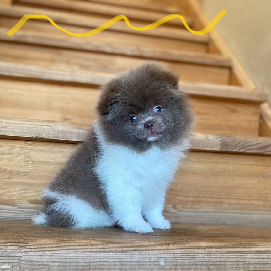 Померанский шпиц