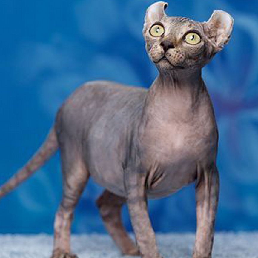 Эльф котёнок