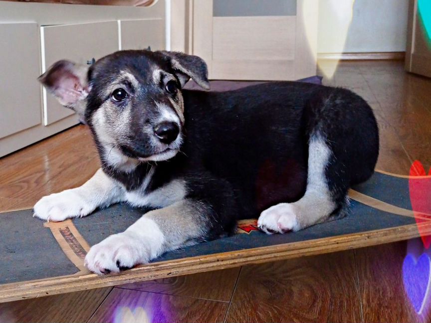 Щенок девочка