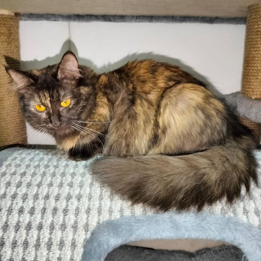 Трехцветное счастье в дар)