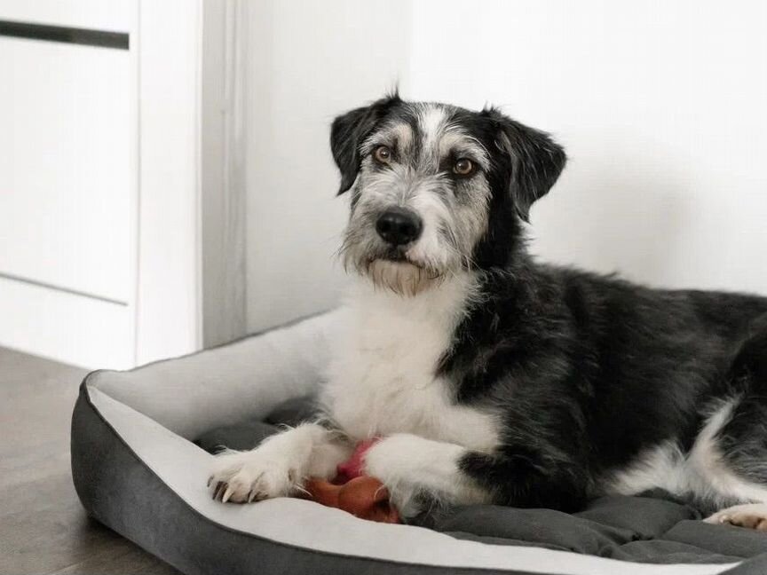 Спесенный из Курска Дик ищет дом