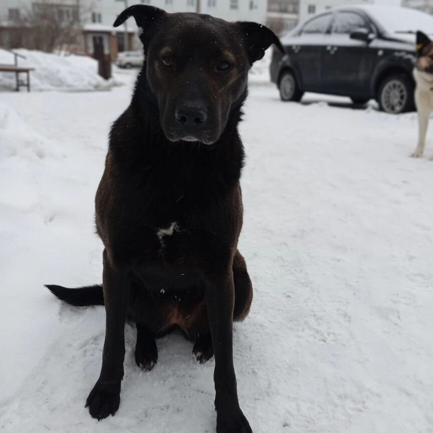 Взрослая собака в добрые руки