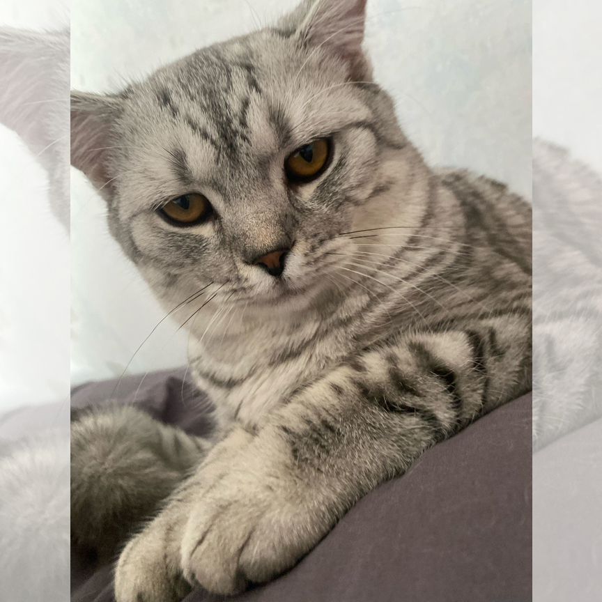 Шотландский вислоухий короткошёрстный котёнок