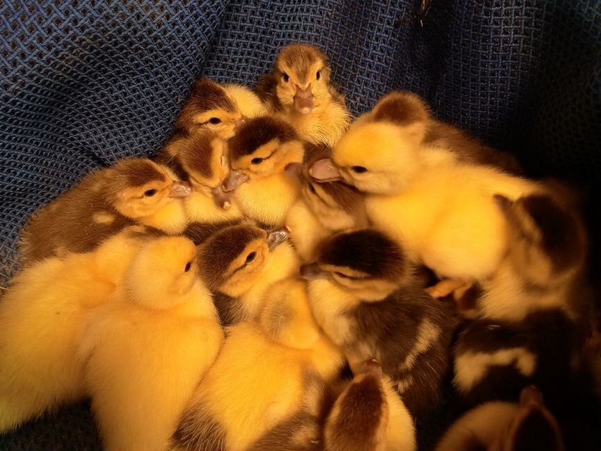 Утята индоутки