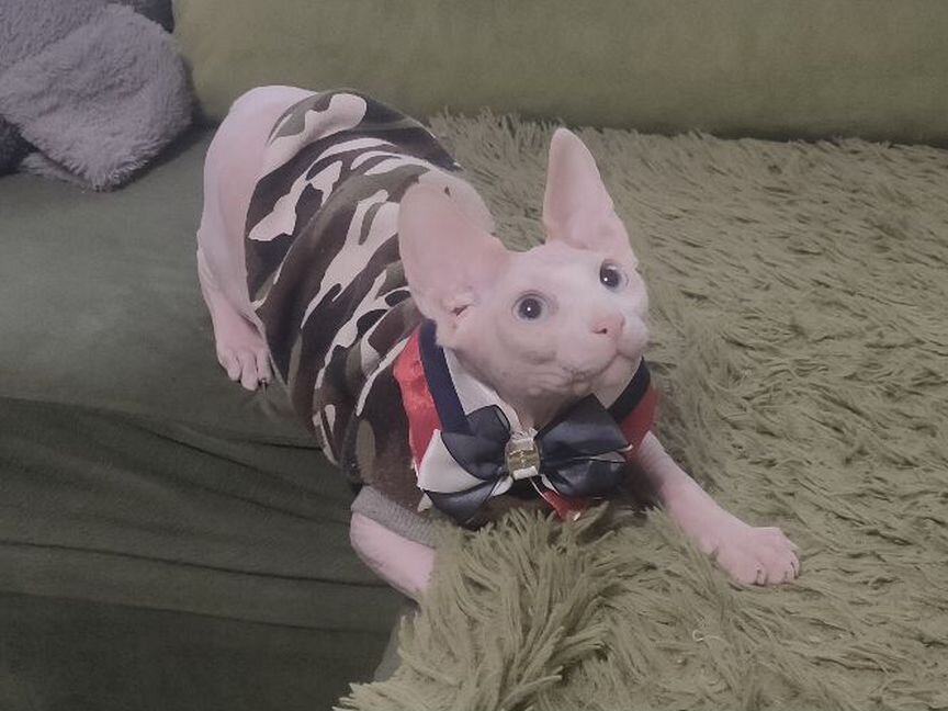 Котик.Сфинкс. Русский богатырь