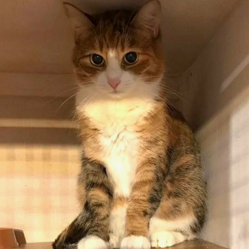 Кошечка Эврика, 2 года - в добрые руки