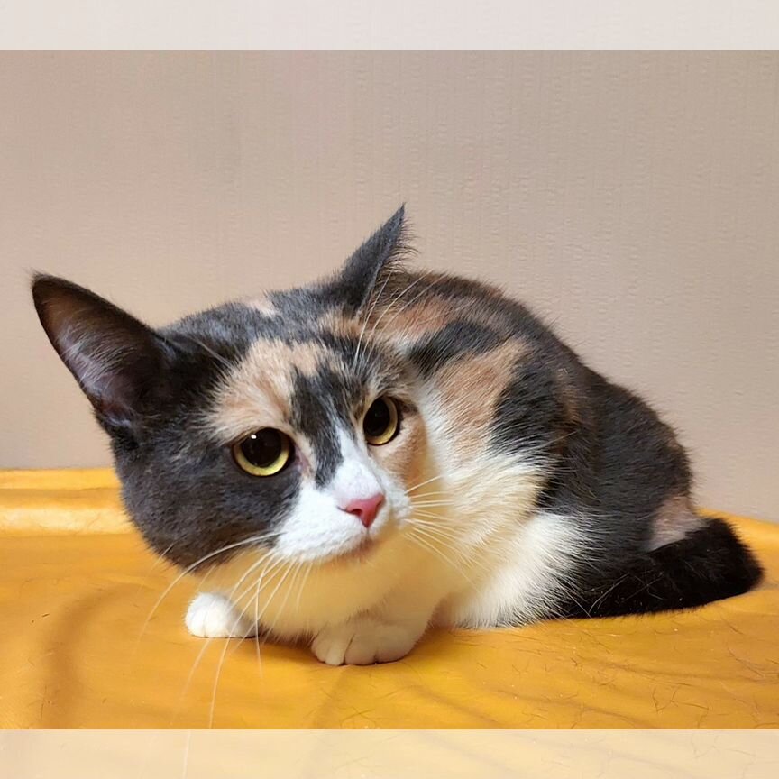 Трёхцветная молодая кошка