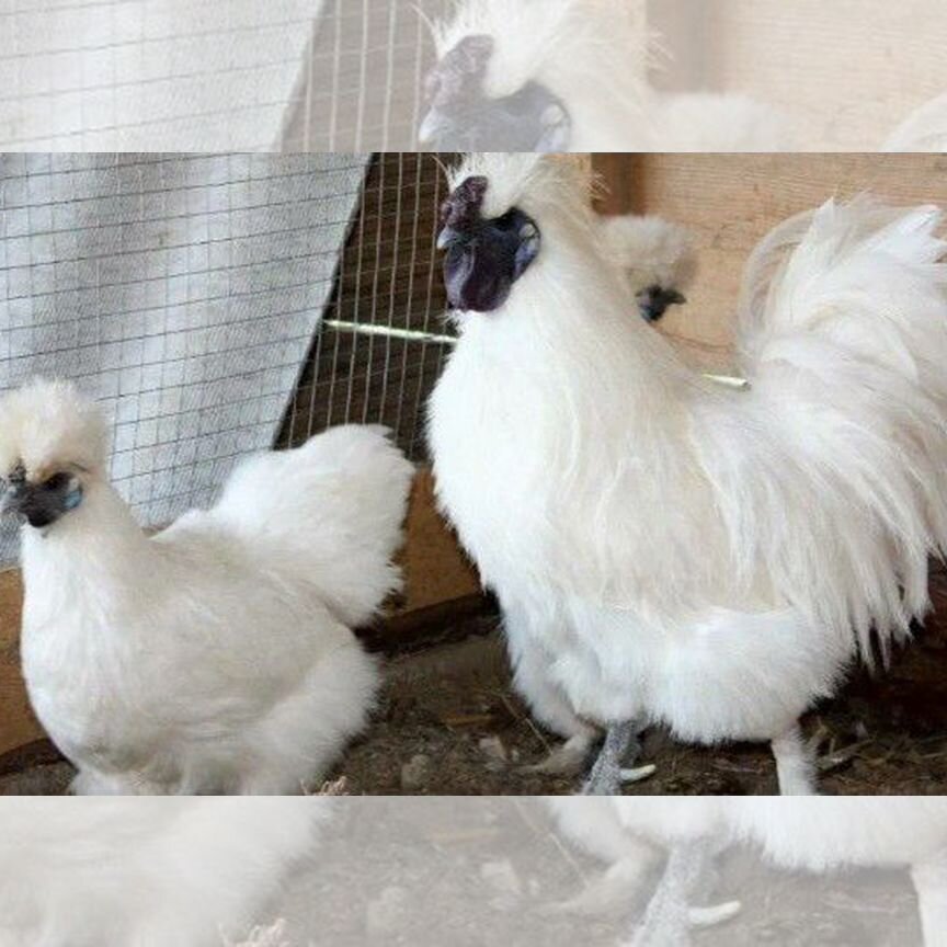 Китайская шелковая