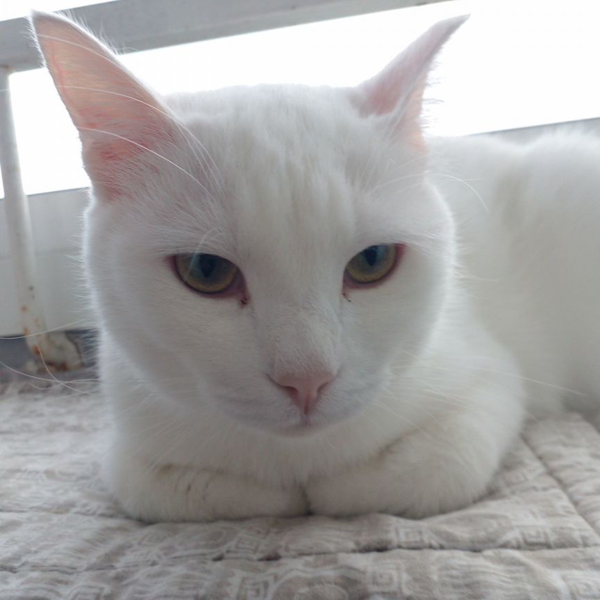 Котик Снежок