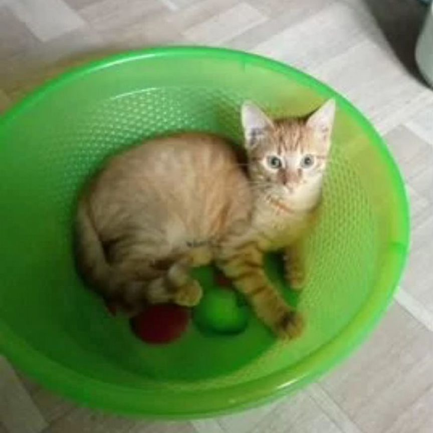 Оранжевый котеночек- апельсин