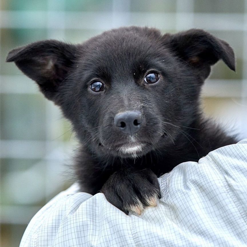Лайка, щенок
