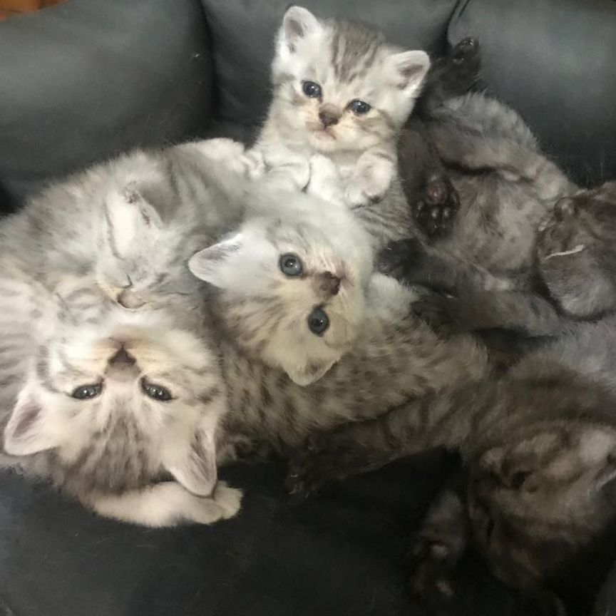 Шотландский прямоухий короткошёрстный котёнок