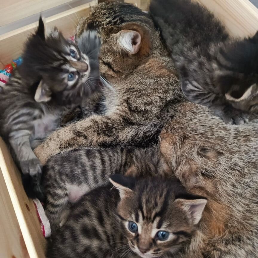 Котята в добрые руки