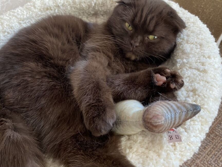 Кошка шотландская вислоухая