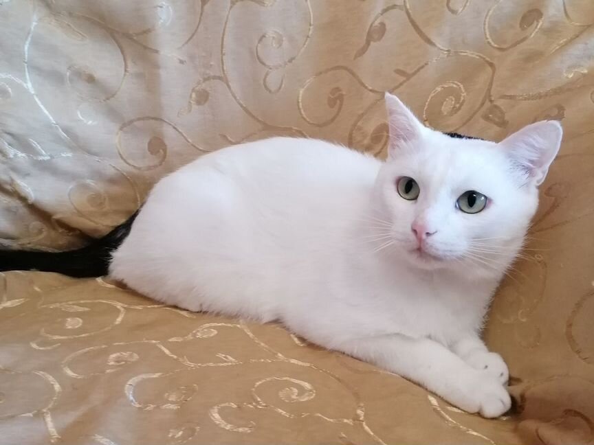 Котик Степа в добрые руки