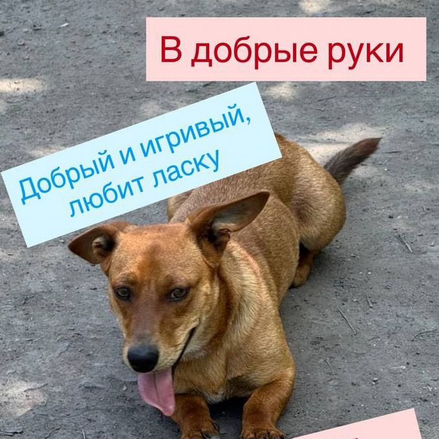 Взрослый пёс в добрые руки
