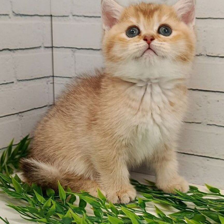 Шотландский прямоухий короткошёрстный котёнок