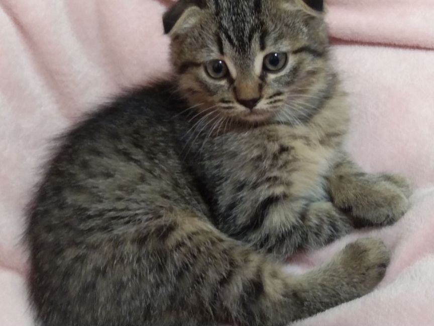 Милые котята