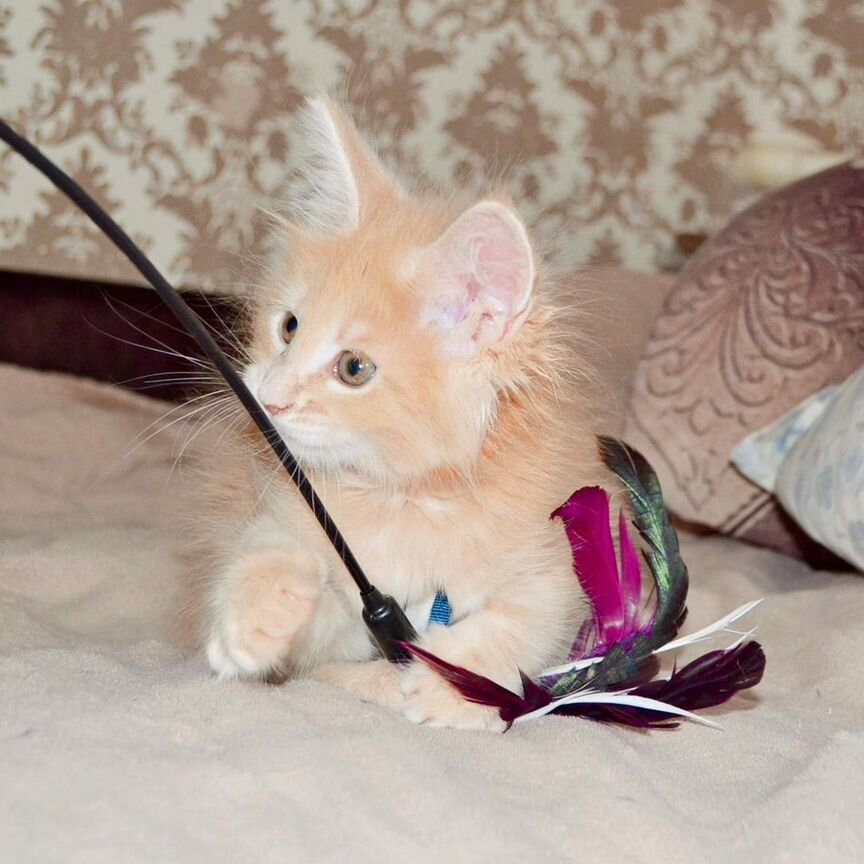 Котята кунята из питомника
