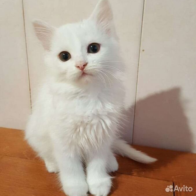 Котята Турецкая ангора смесь персидской шиншиллой