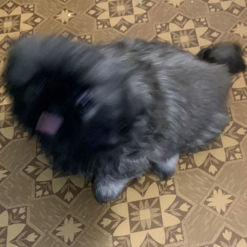 Пекинес, щенок